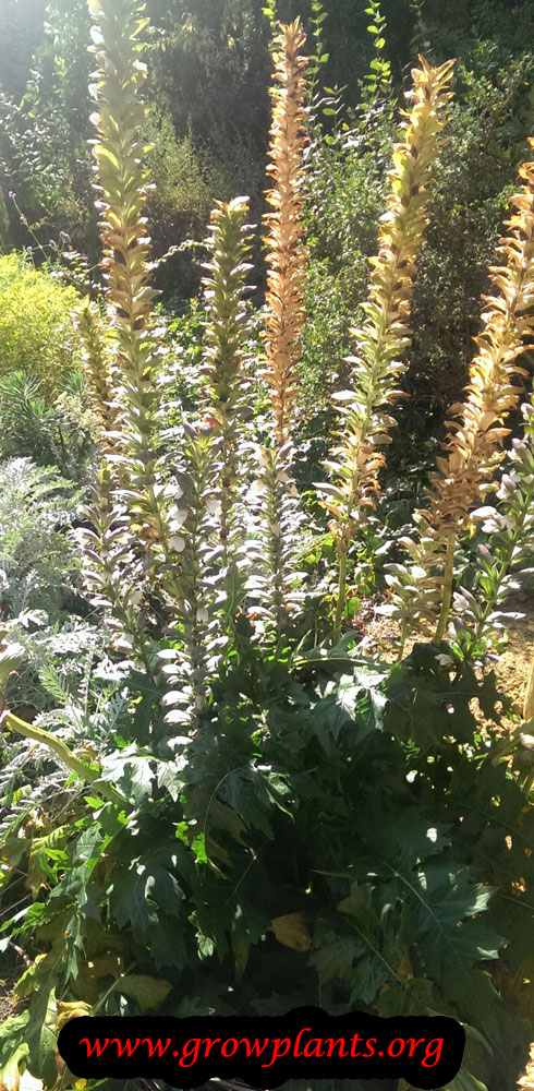 Acanthus mollis - How to grow & care