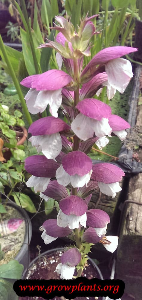 Acanthus mollis - How to grow & care