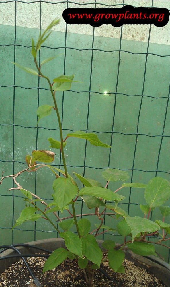 Hardy kiwi - How to grow & care