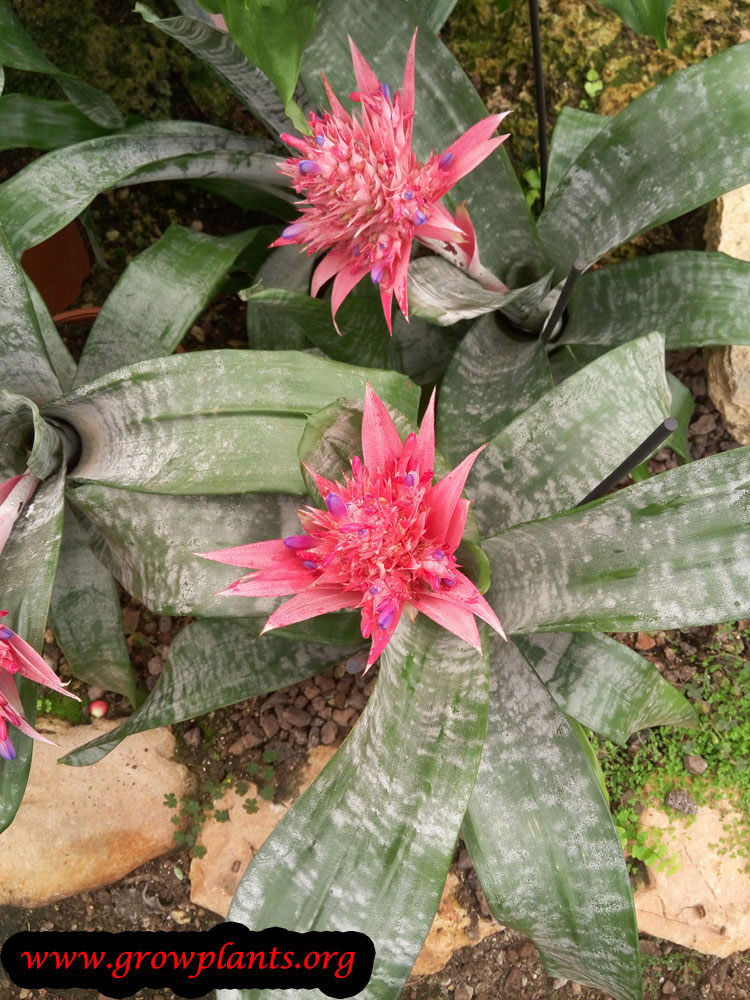 Aechmea fasciata - How to grow & care