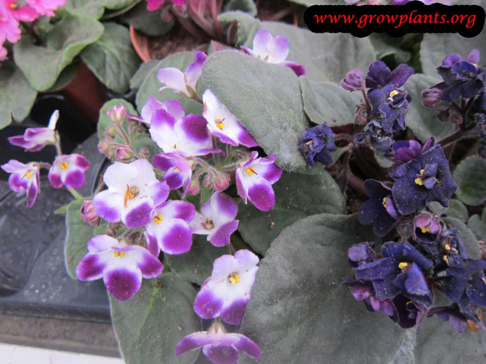 African violet plant - How to grow & care