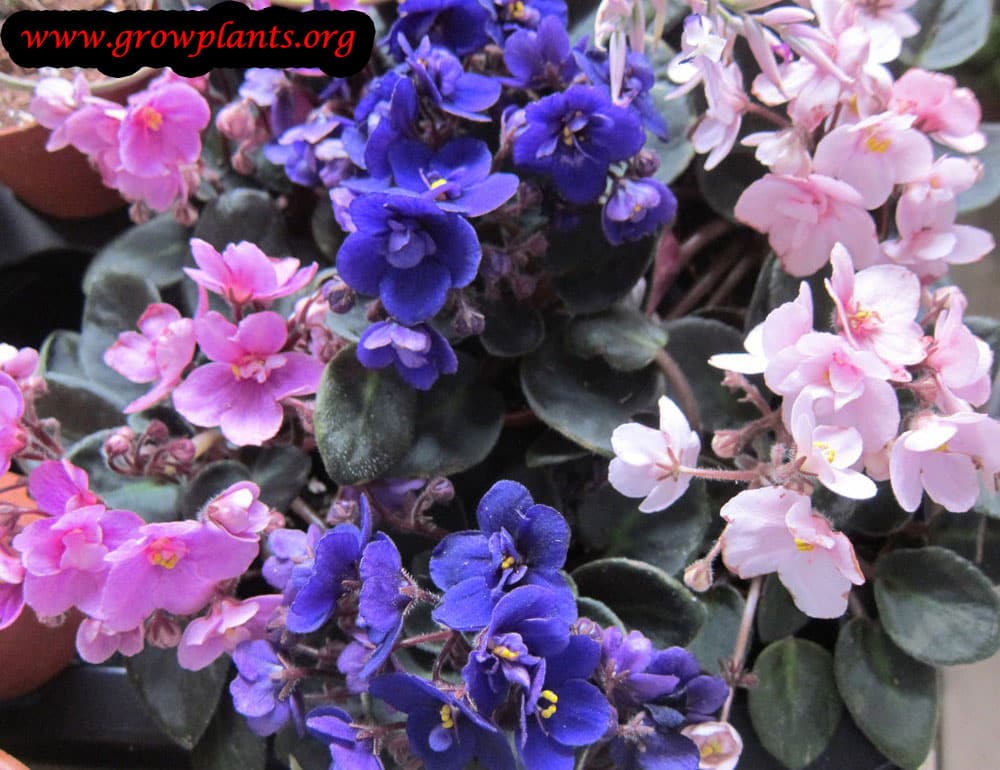 African violet plant - How to grow & care