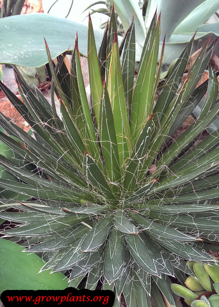 Agave filifera - How to grow & care