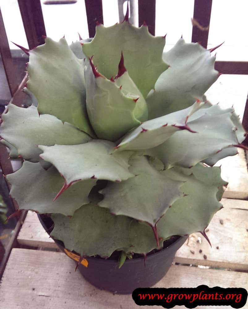 Agave potatorum - How to grow & care