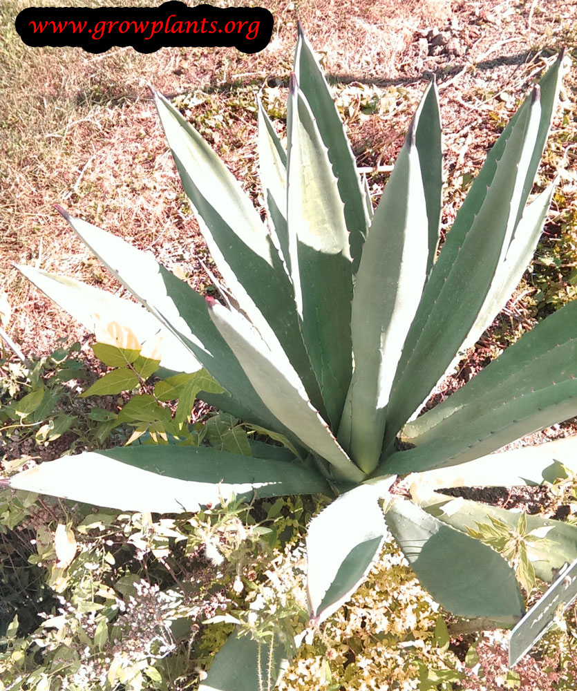 Agave sisalana - How to grow & care