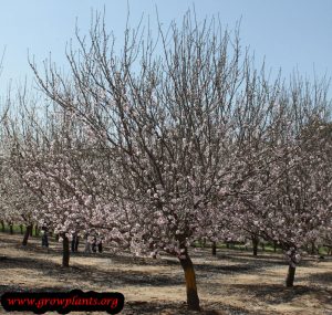 Almond tree - How to grow & care