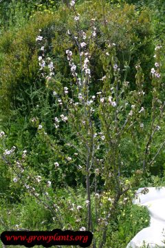 Almond tree - How to grow & care