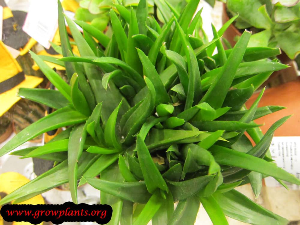 Aloe black gem - How to grow & care