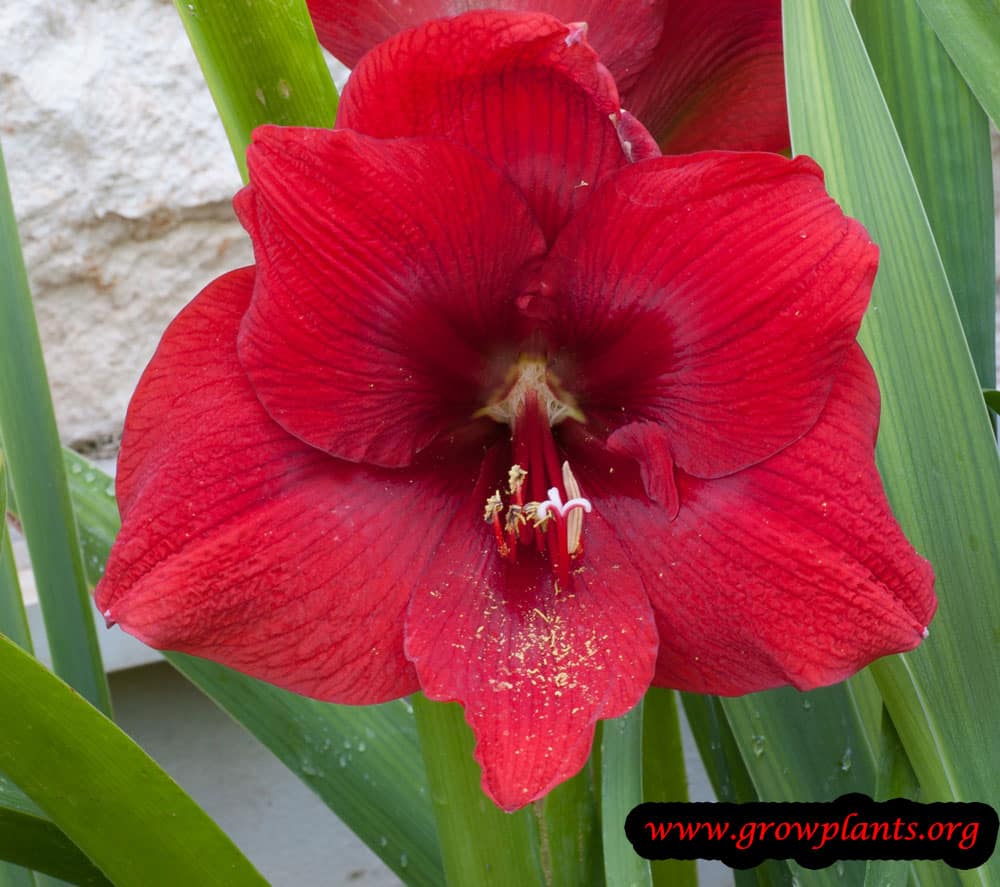 Amaryllis plant - How to grow & care