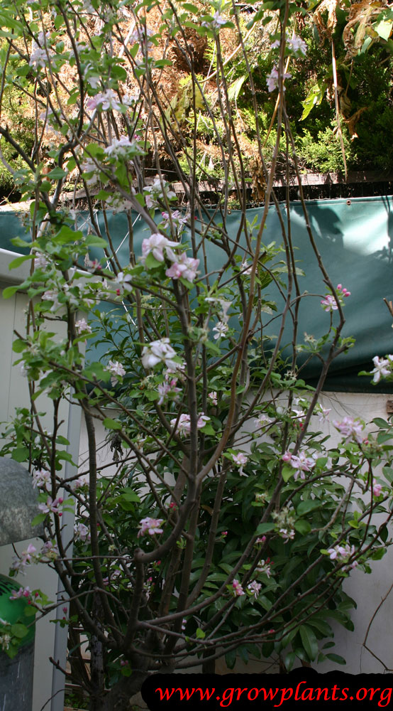 Anna Apple - How to grow & care