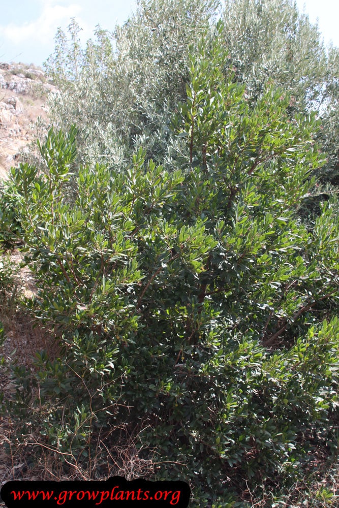Arbutus unedo - How to grow & care