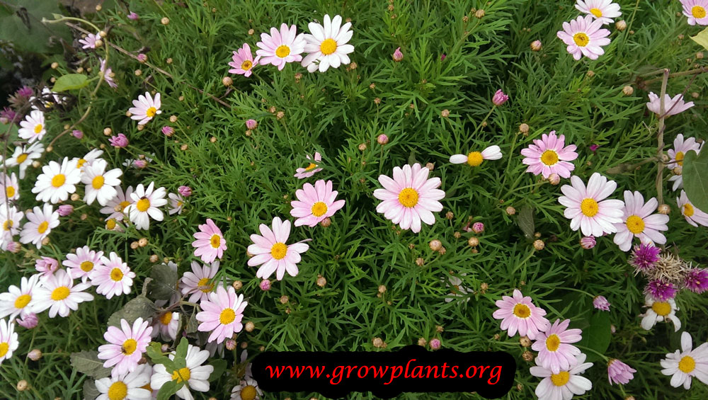 Argyranthemum frutescens - How to grow plants