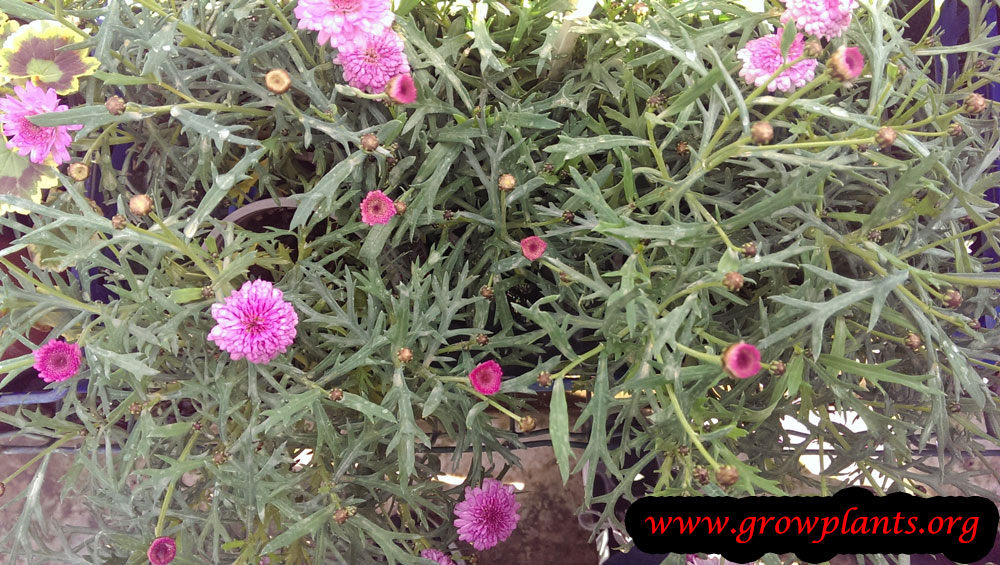 Argyranthemum frutescens - How to grow plants
