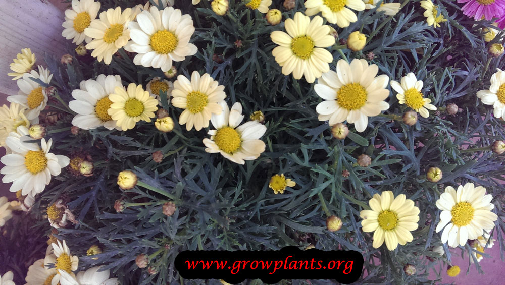 Argyranthemum frutescens - How to grow plants