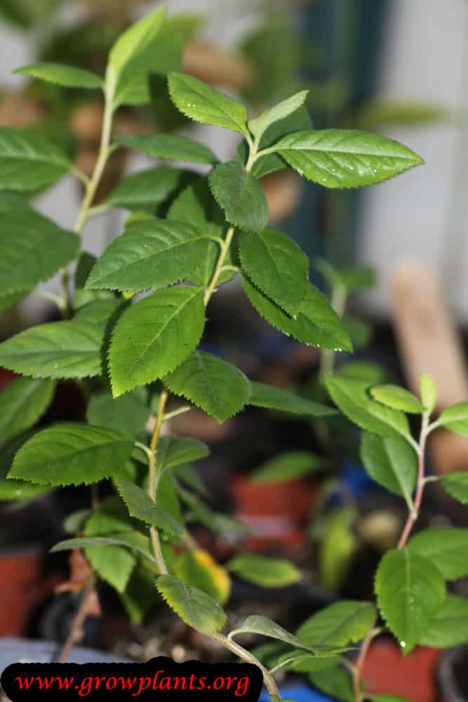 Aronia berry - How to grow & care