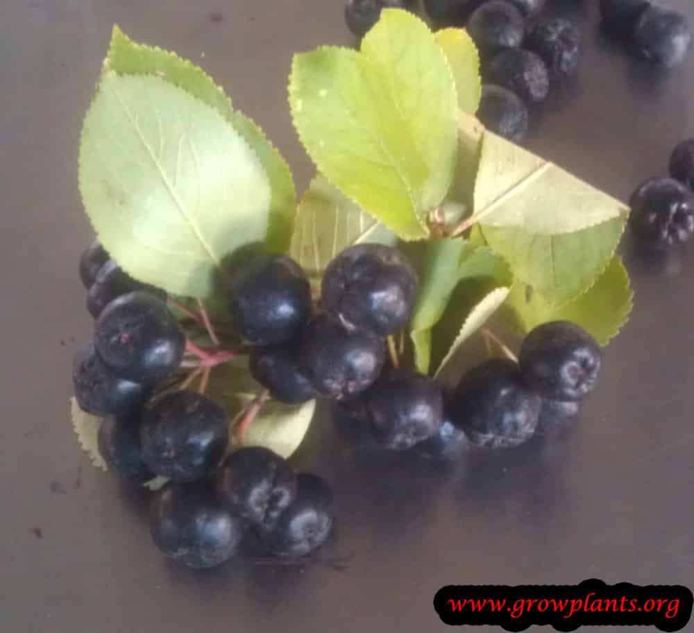 Aronia berry - How to grow & care