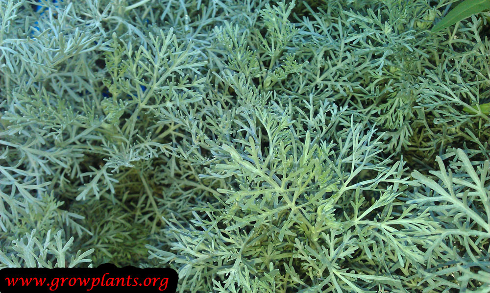 Artemisia arborescens - How to grow & care