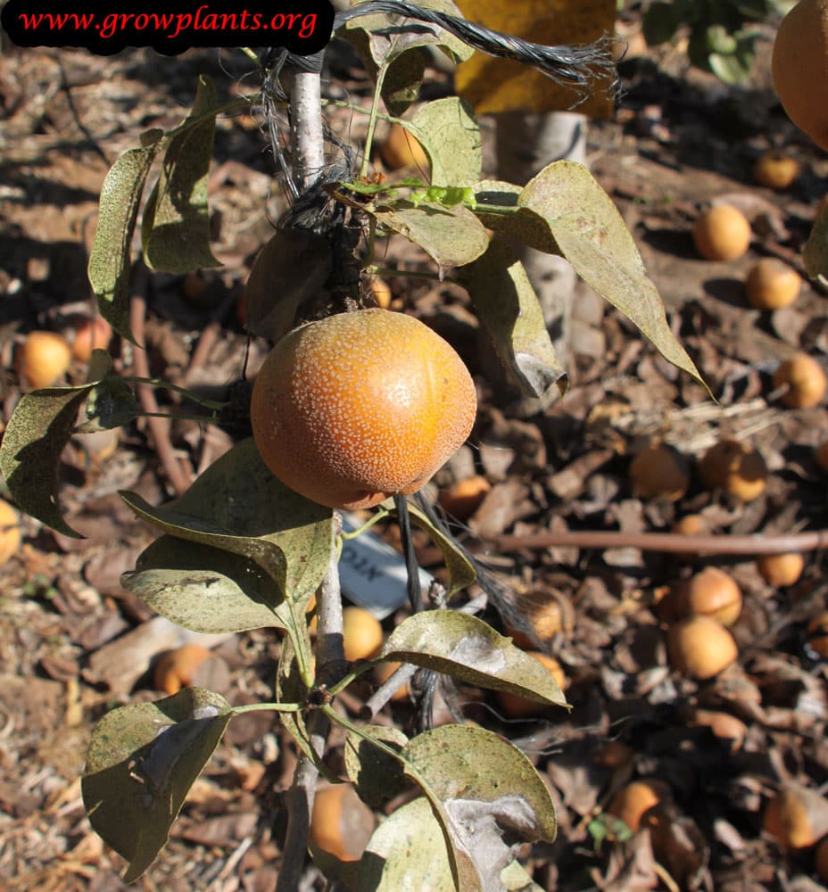 Asian pear tree - How to grow & care