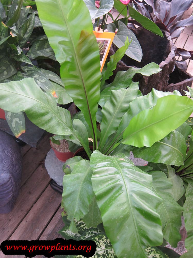 Asplenium antiquum - How to grow & care