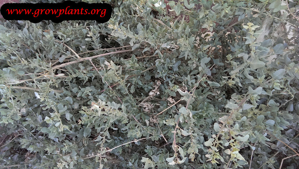 Atriplex halimus - How to grow & care