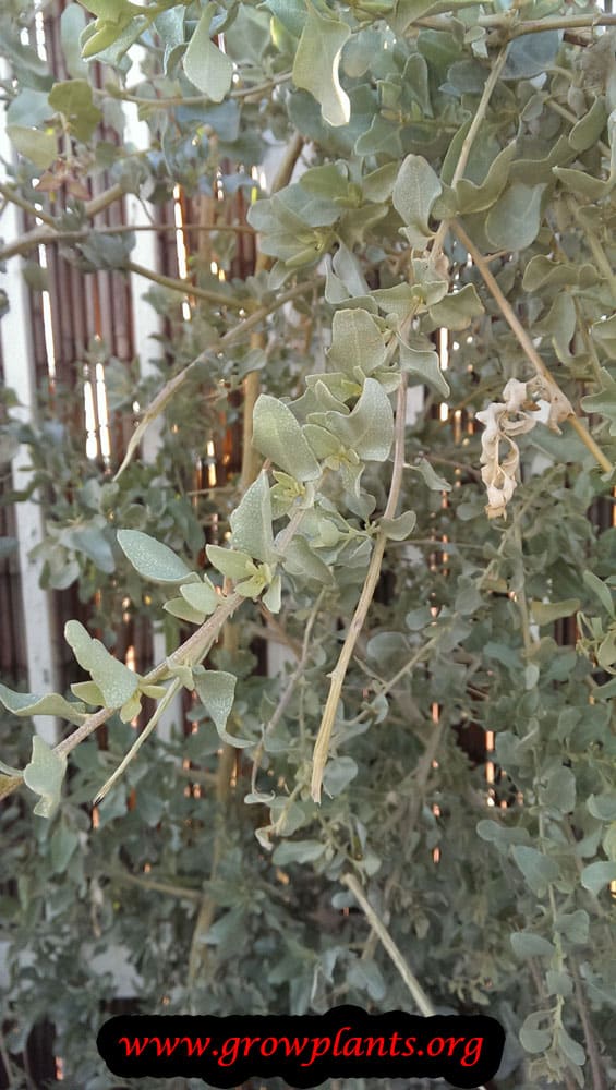 Atriplex halimus - How to grow & care
