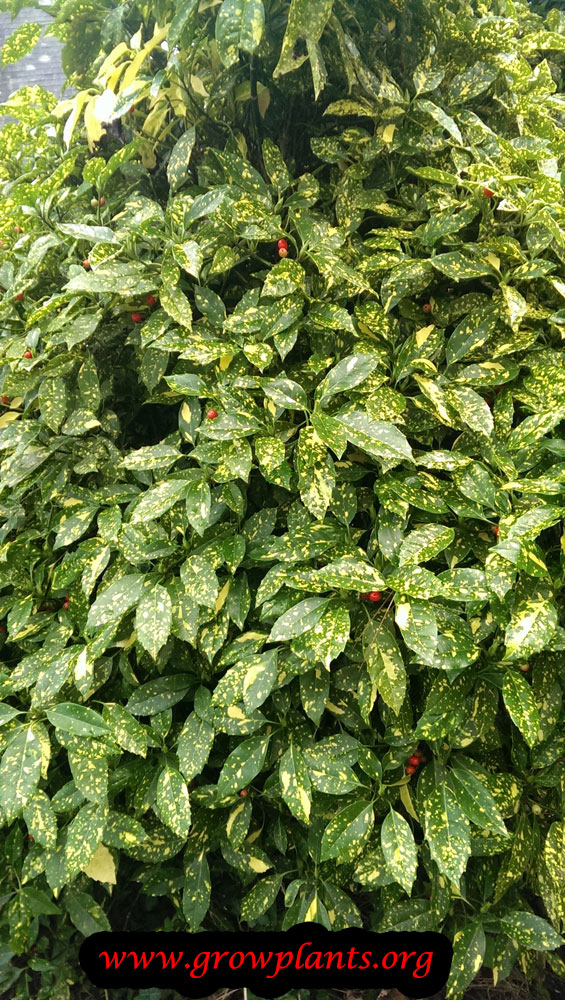 Aucuba japonica - How to grow & care