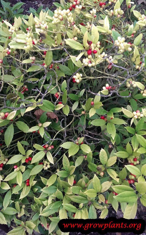 Aucuba japonica - How to grow & care