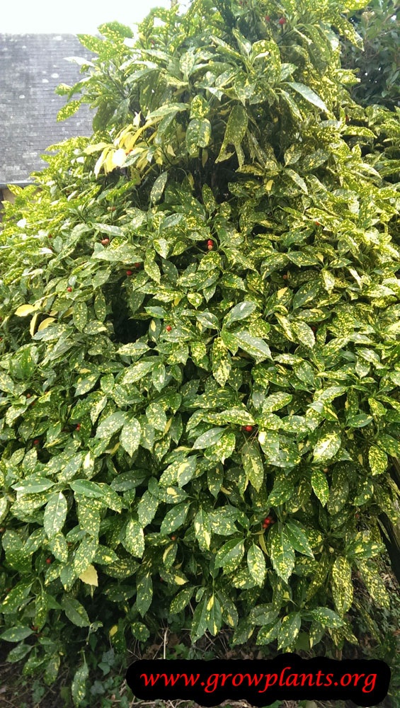 Aucuba japonica - How to grow & care