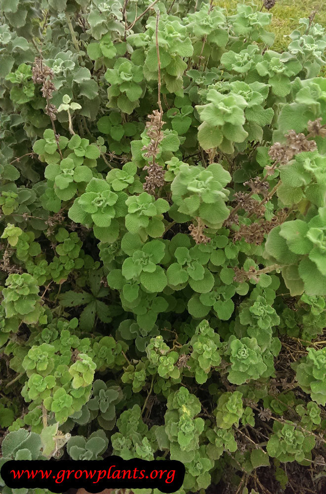 Ballota hirsuta - How to grow & care