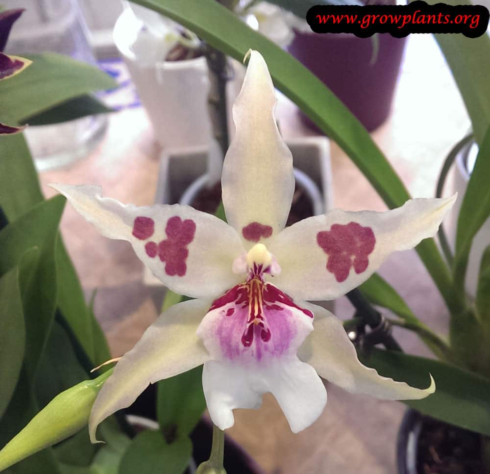 Beallara - How to grow & care