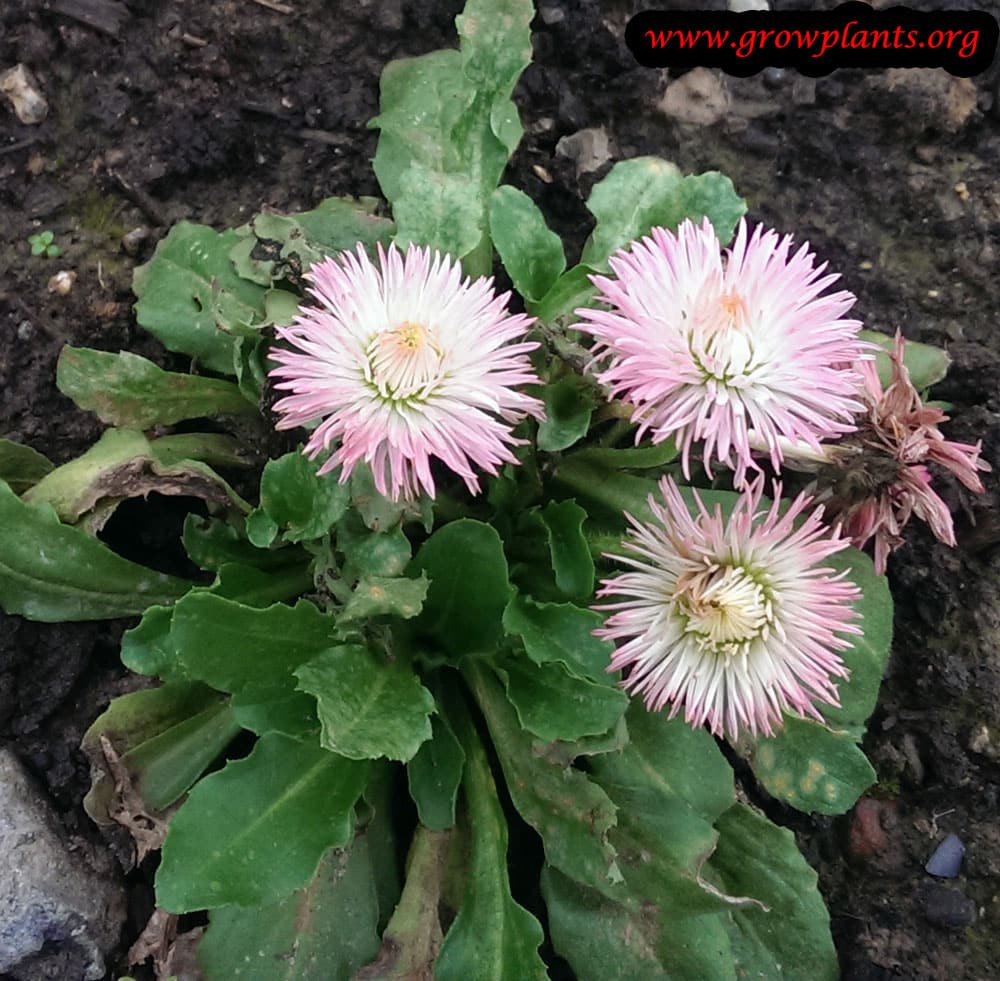 Bellis perennis - How to grow & care