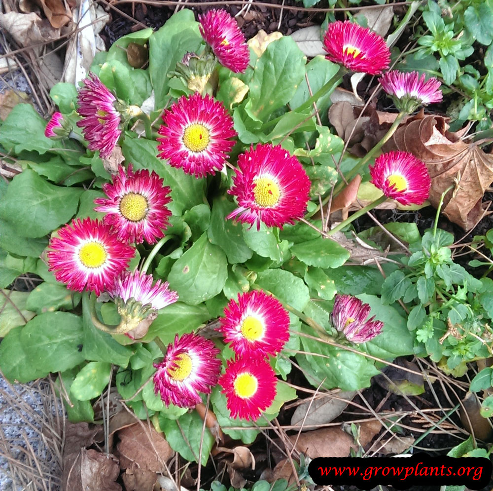 Bellis perennis - How to grow & care