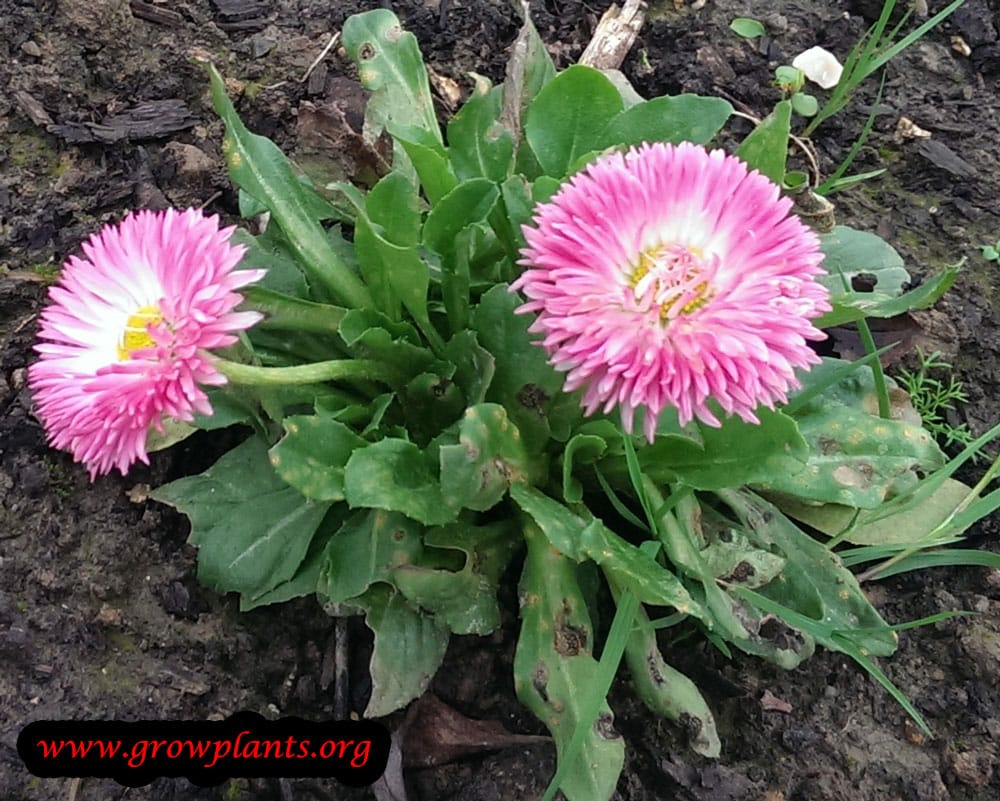 Bellis perennis - How to grow & care