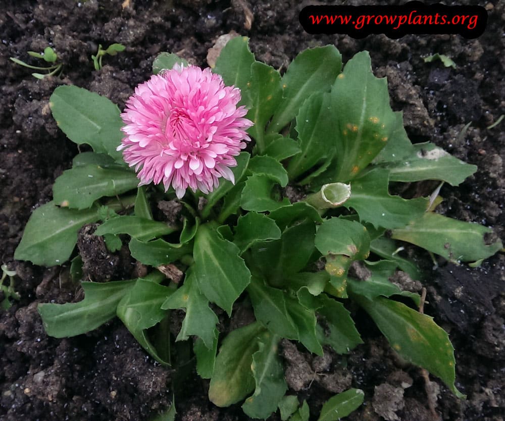 Bellis perennis - How to grow & care
