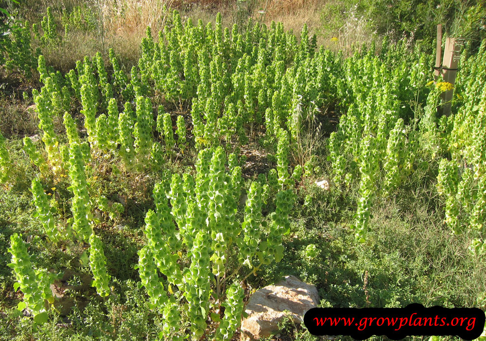 Bells of Ireland - How to grow & care