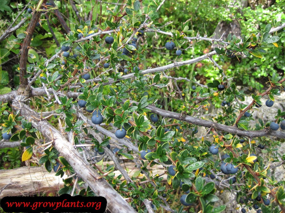 Berberis microphylla - How to grow & care