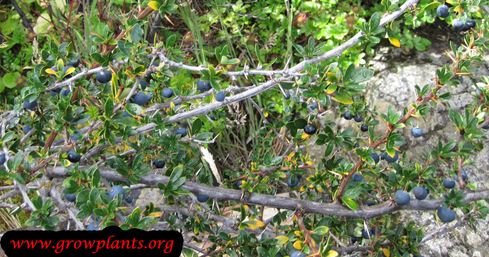 Berberis microphylla - How to grow & care