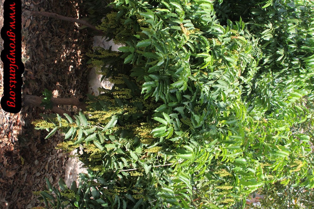 Bignay tree - How to grow & care