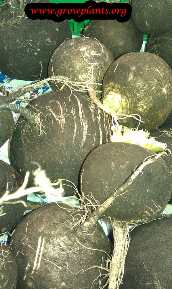 Black radish - How to grow & care