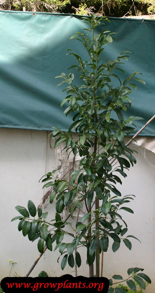 Black sapote - How to grow plants