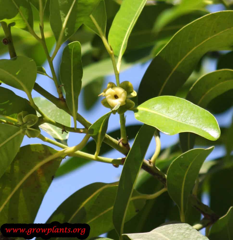 Black sapote - How to grow plants