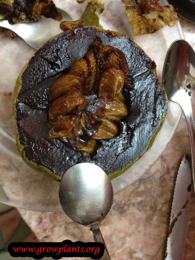 Black sapote - How to grow plants