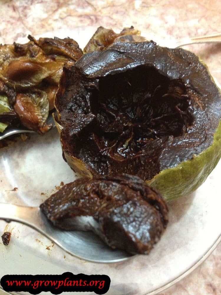 Black sapote - How to grow plants