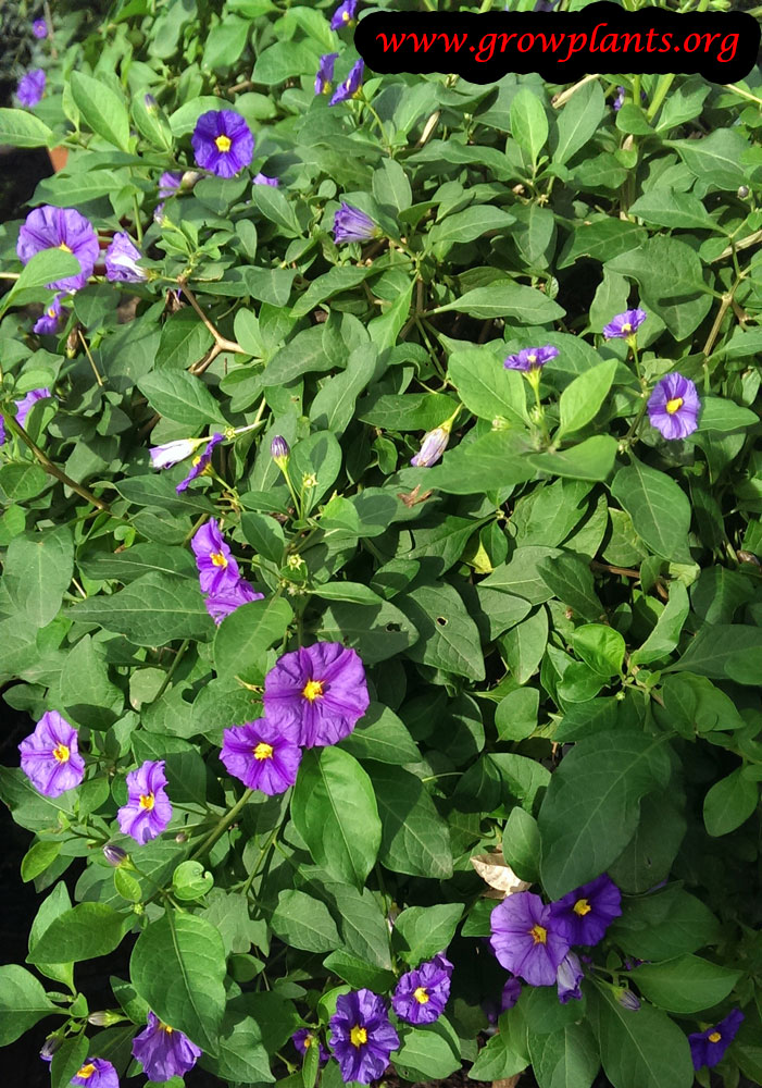 Blue potato bush - How to grow & care