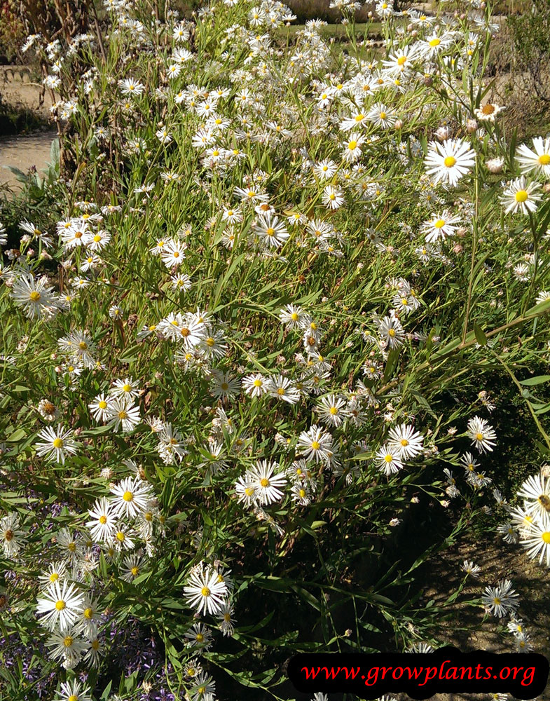 Boltonia asteroides - How to grow & care