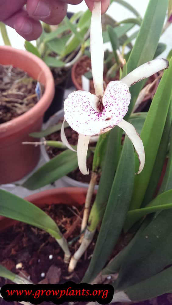 Brassavola nodosa - How to grow & care