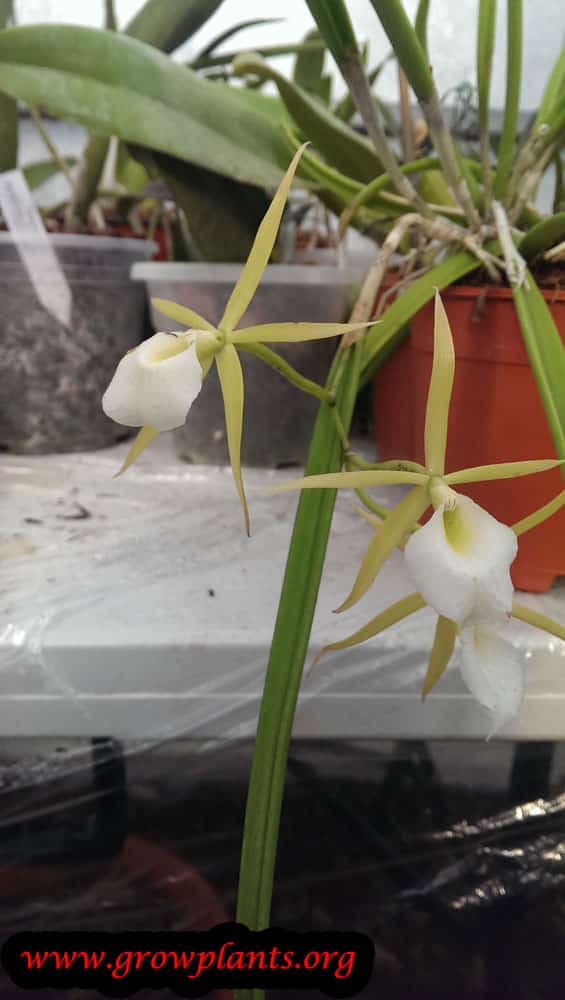 Brassavola nodosa - How to grow & care