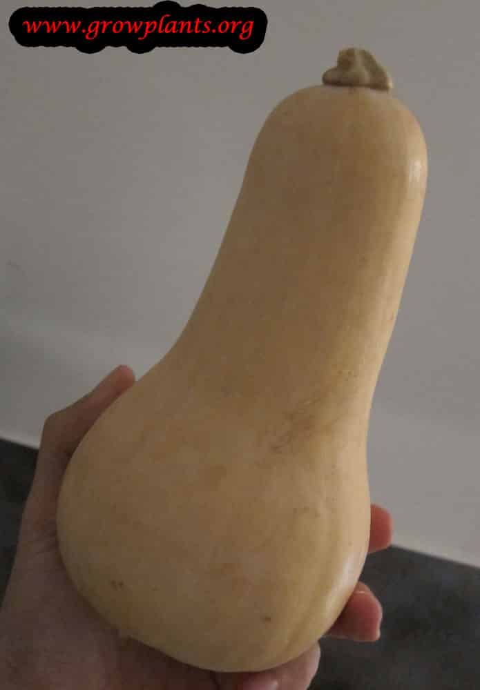 Butternut squash plant - How to grow & care