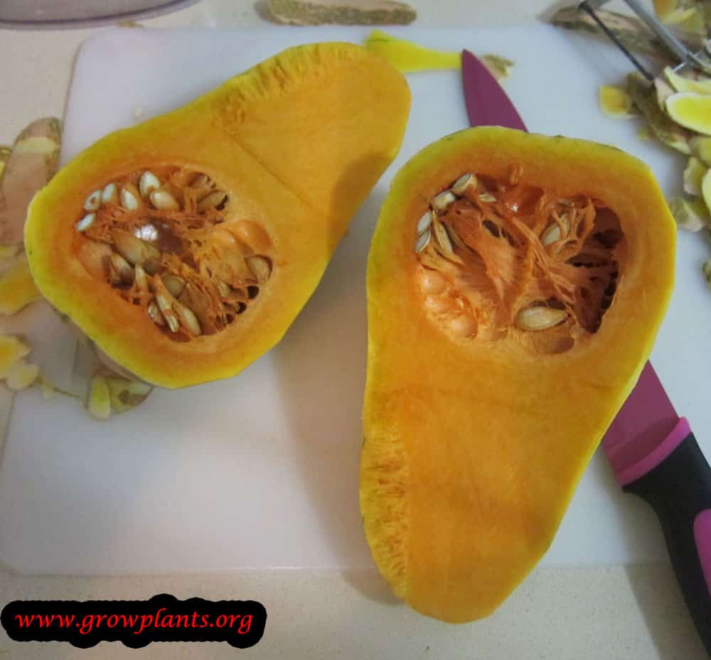 Butternut squash plant - How to grow & care