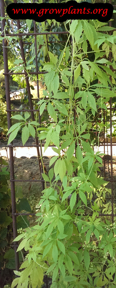 Caigua - How to grow & care